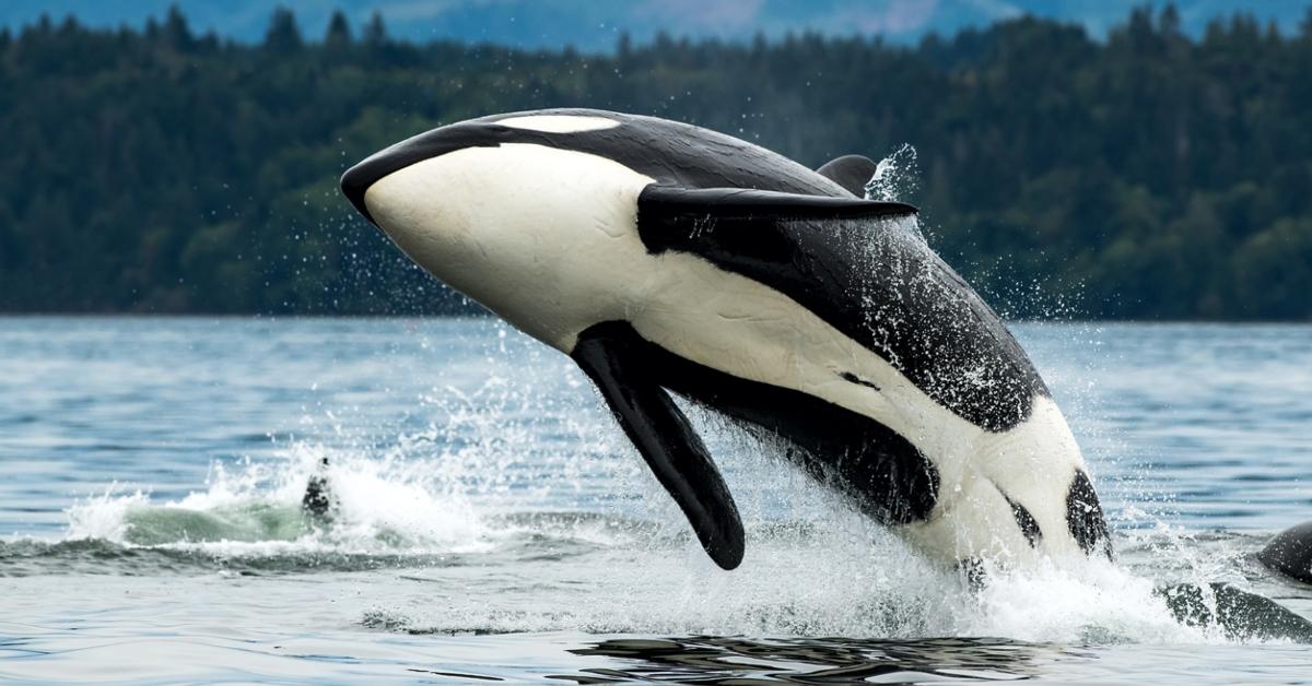 Orca Whales in Florida Keys: Watch the Video of This Unique Encounter