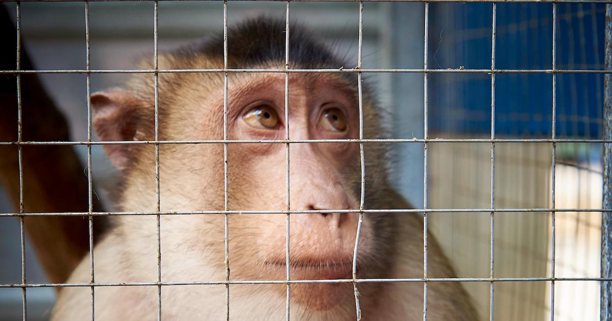 Animal Testing Pros and Cons, for Cosmetics and Pharmaceuticals