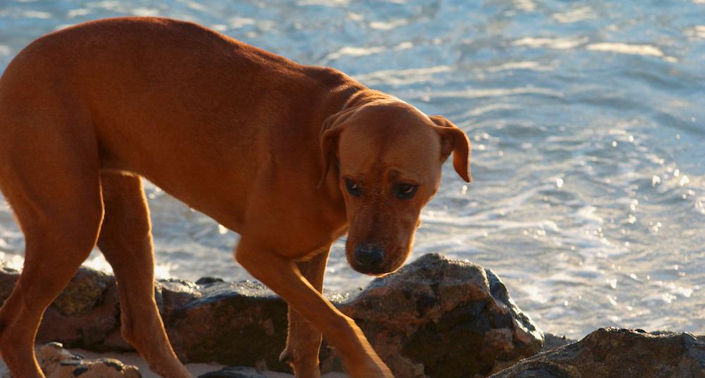 Here's a Guide to Mouse Extermination With Dogs