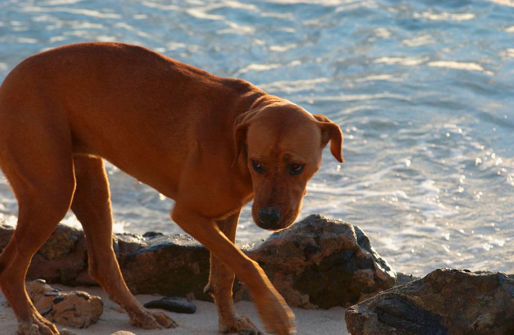 Here's a Guide to Mouse Extermination With Dogs