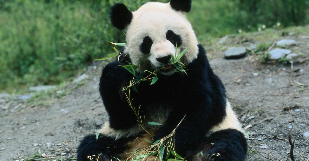 National Panda Day: How to Celebrate These Amazing Animals
