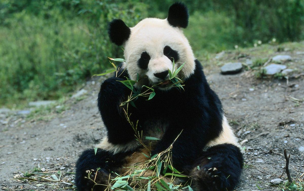 National Panda Day: How to Celebrate These Amazing Animals