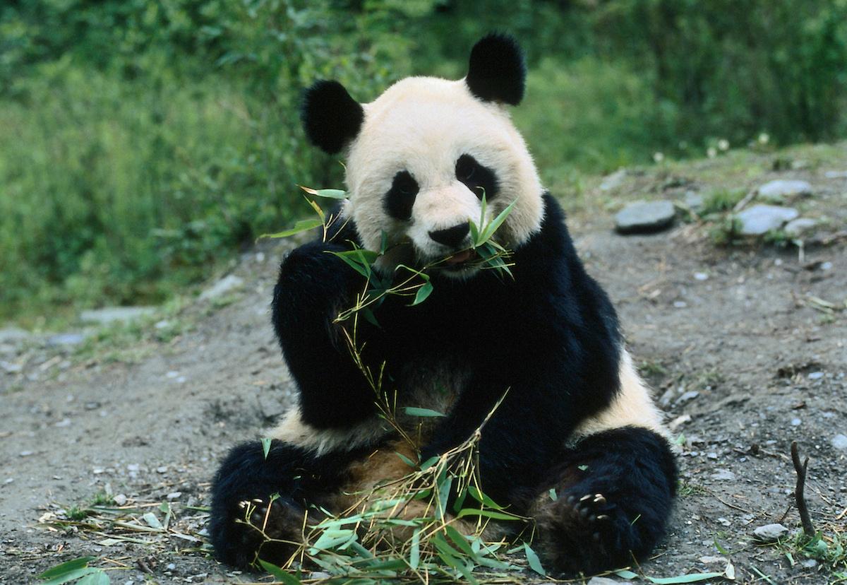National Panda Day: How to Celebrate These Amazing Animals