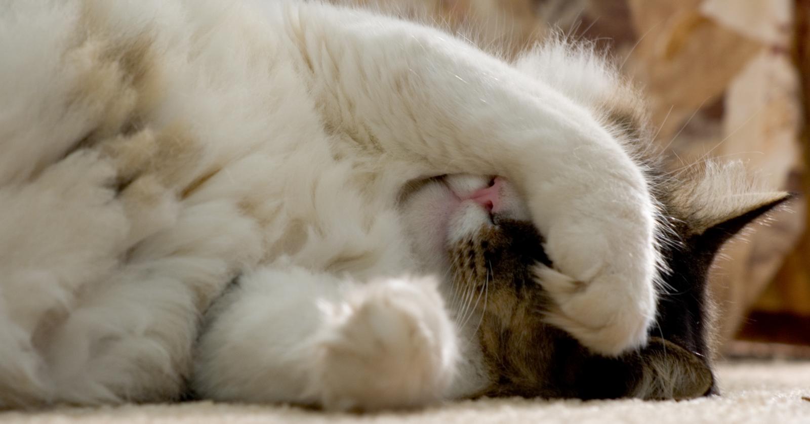 Here's Why Cats Cover Their Faces When They Sleep