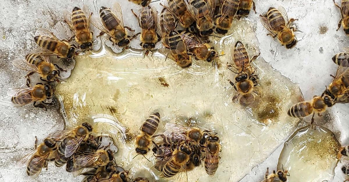 Fact Check: Why Are So Many Honey Bees Reportedly Dying?