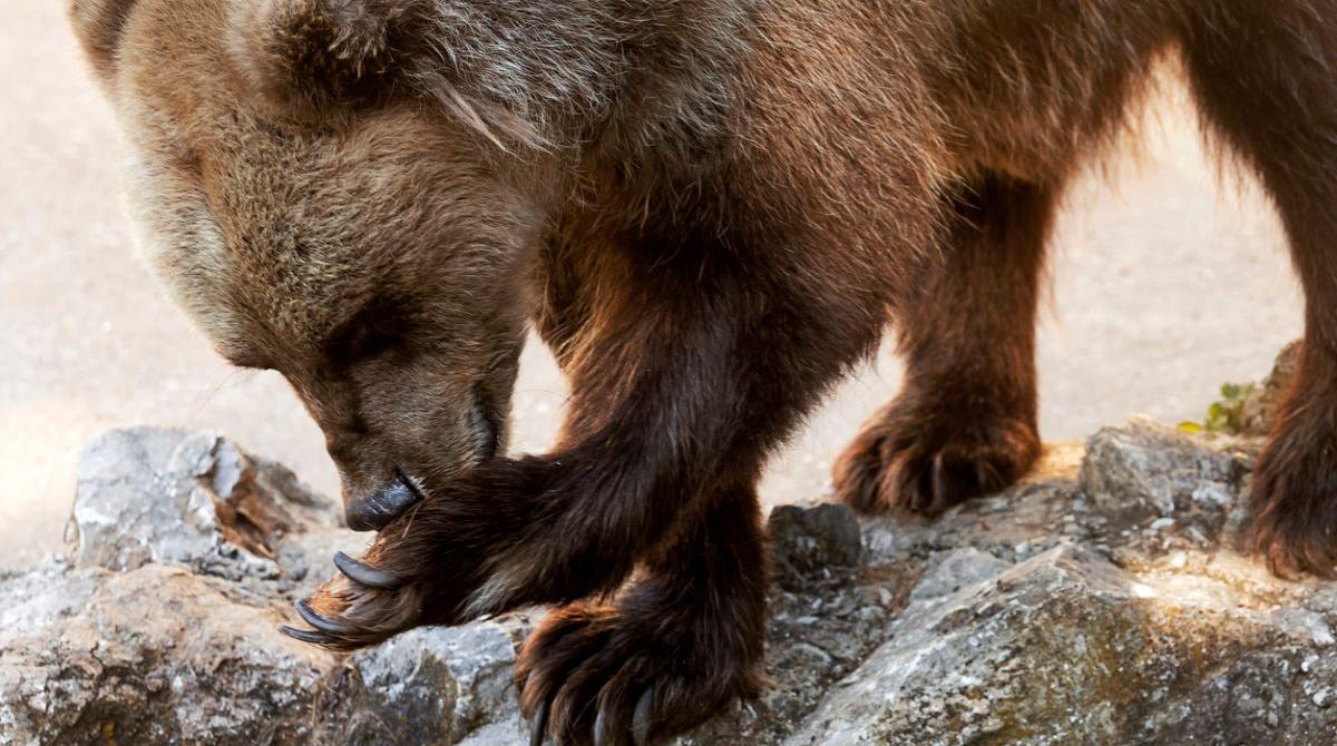 What's the Difference Between Black Bears vs. Grizzly Bears?