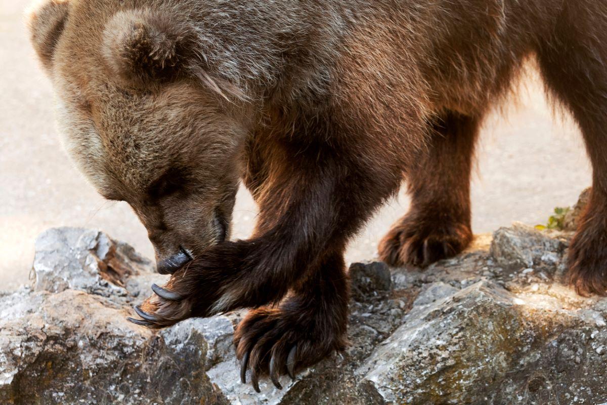 What's the Difference Between Black Bears vs. Grizzly Bears?