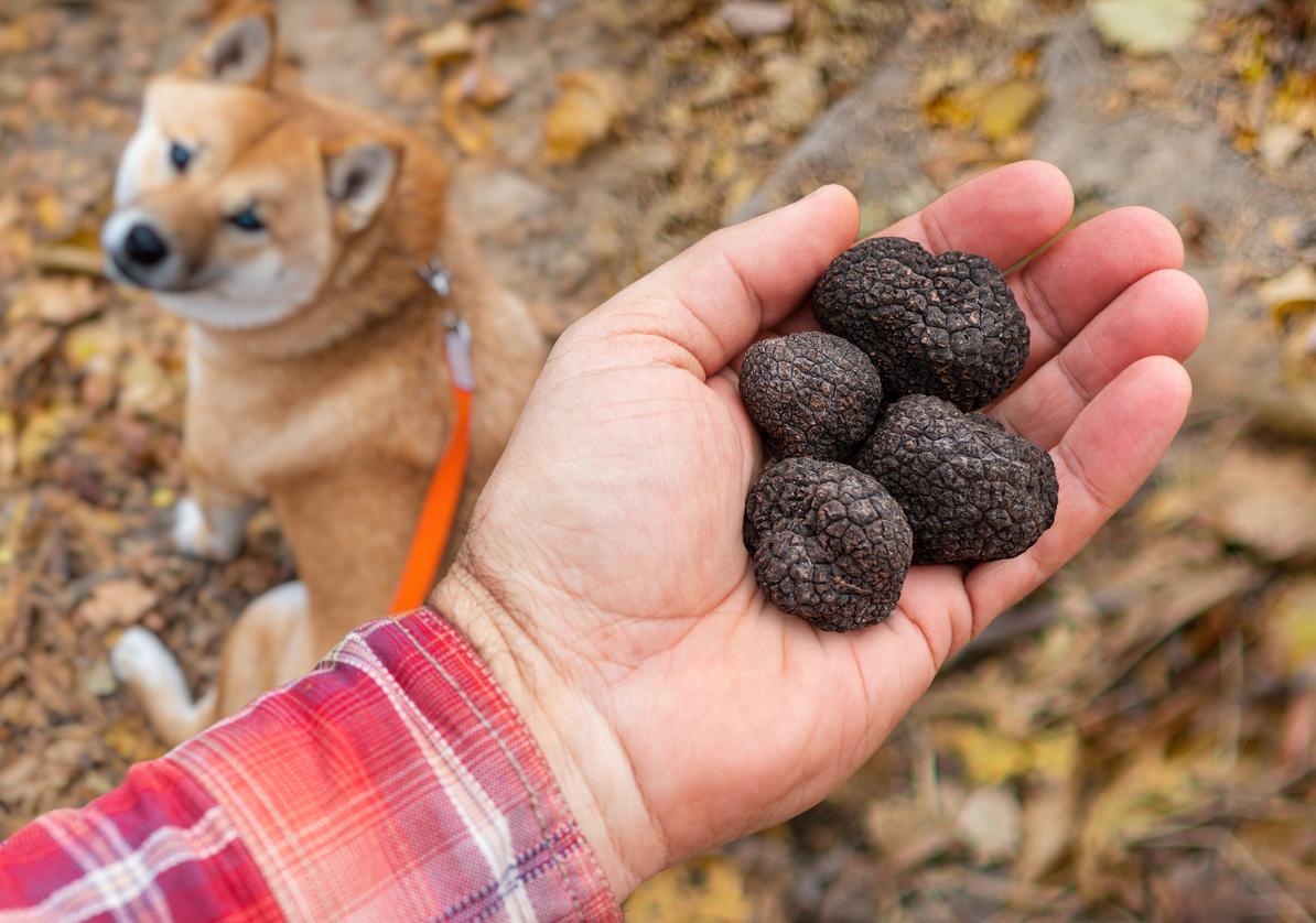 Unpacking the Reason Why Truffles Are so Expensive