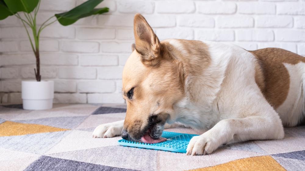 Why Do Dogs Like Peanut Butter? An Investigation