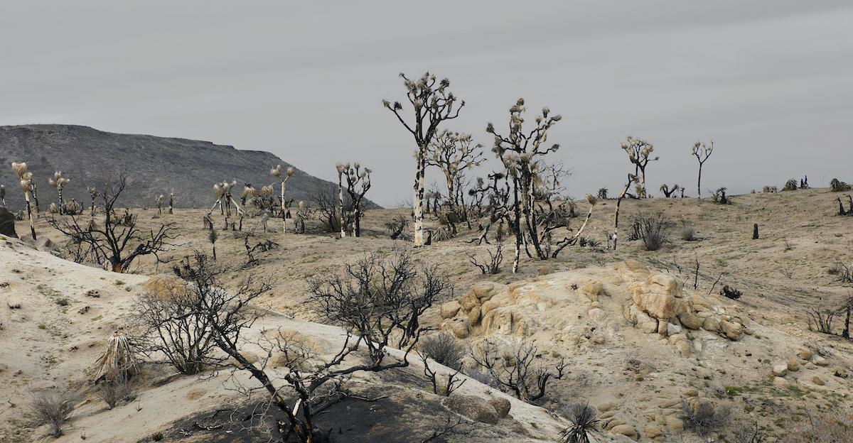 Jeffrey Walter and Jonetta Nordberg-Walter Fined for Destroying Joshua ...