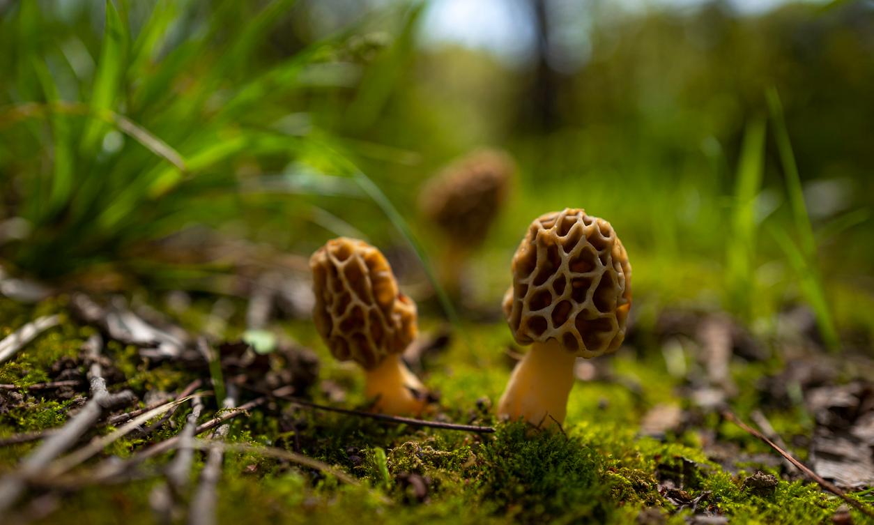 These Are the Best Places to Find Morel Mushrooms