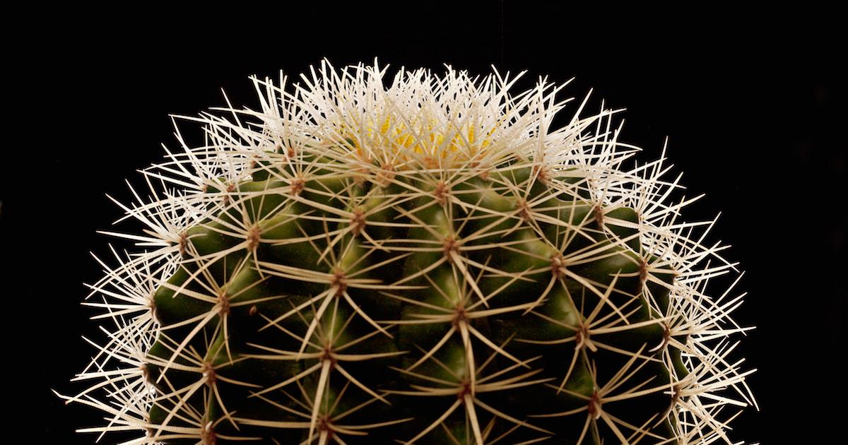 What Happens When You Eat Cactus?