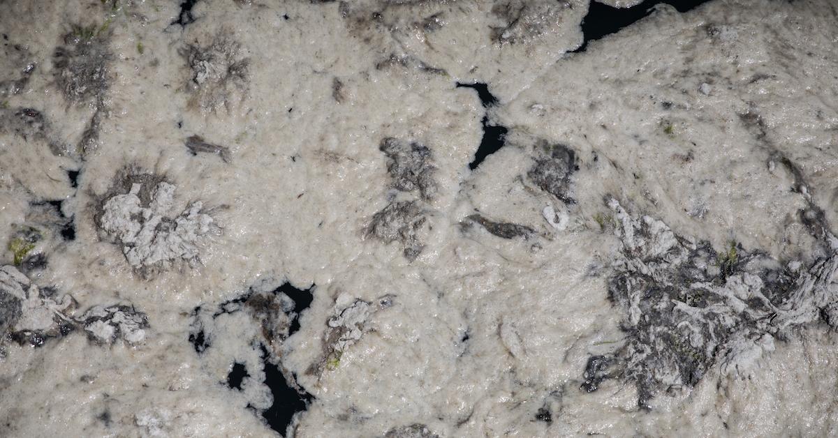 What Is Sea Snot? What to Know About This Serious Oceanic Issue