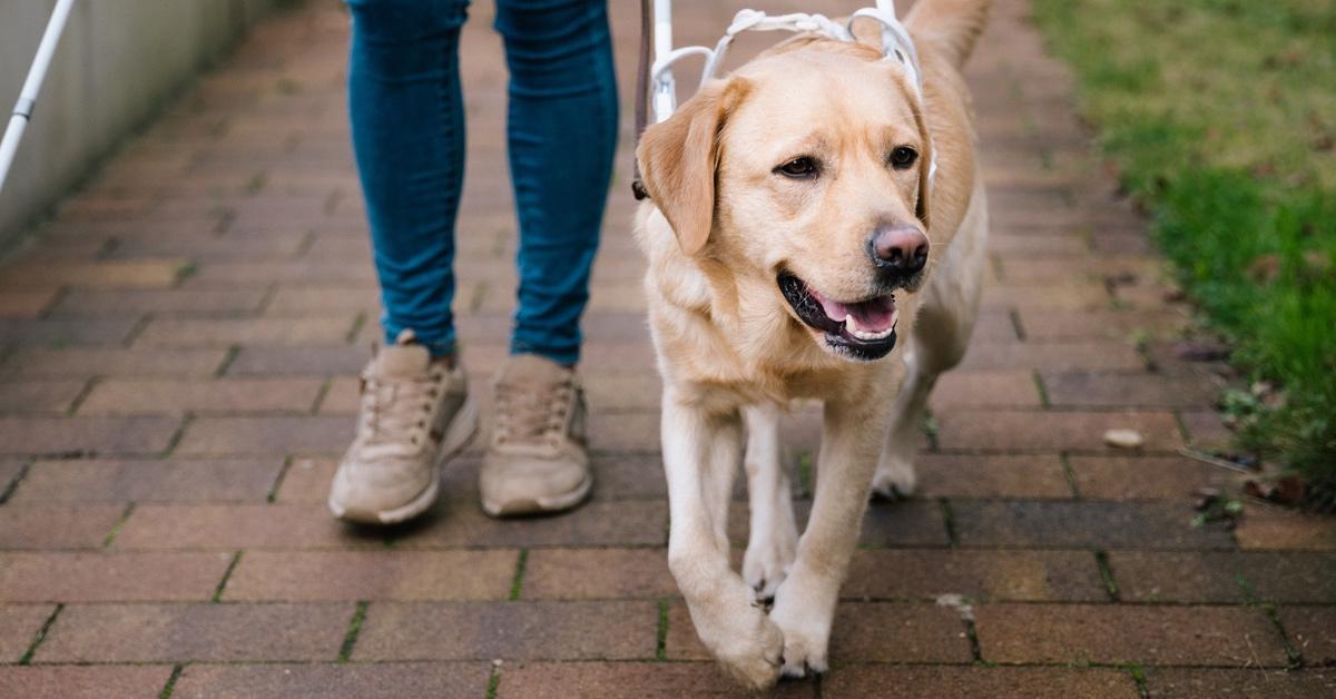 How to Get Started Training a Service Dog — What to Know