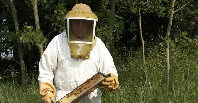 What Happens If Bees Go Extinct? The Results Would Be Catastrophic