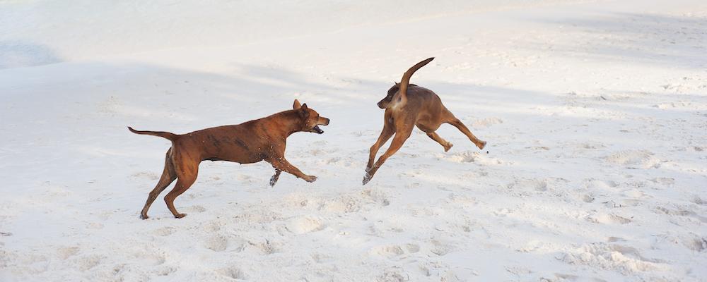 How to Calm an Excited Dog or Puppy