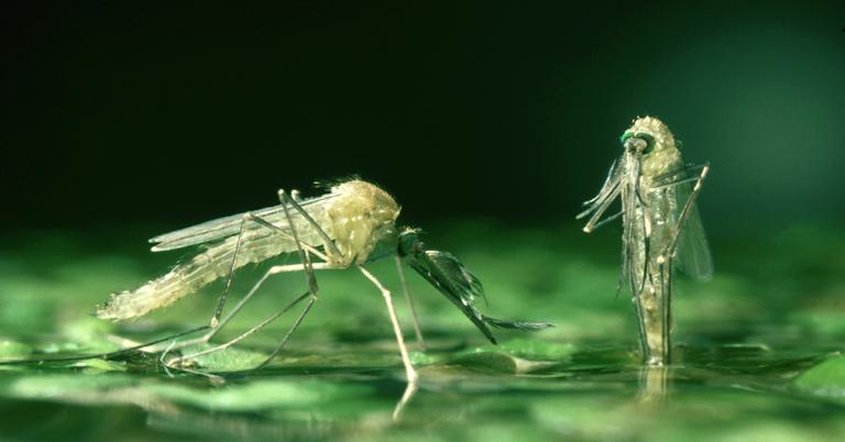 What Is the Purpose of Mosquitoes? You Might Be Surprised