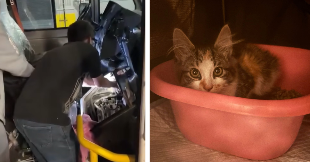 Meet the Cat Rescued From a Manhattan USPS Truck