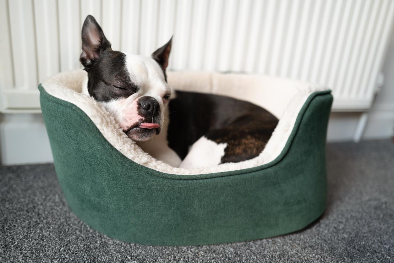 If Your Dog Sleeps With His Tongue out, Read This