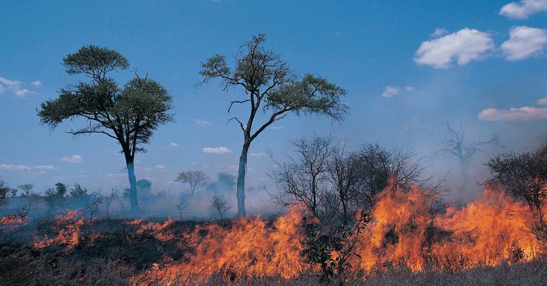 Are Wildfires Natural Disasters? Here's What Experts Say