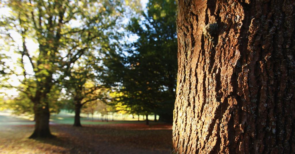 Tree Pod Burials: How to Be Buried As a Tree