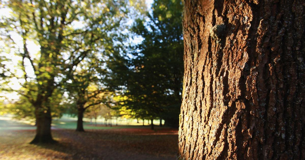 Tree Pod Burials: How to Be Buried As a Tree