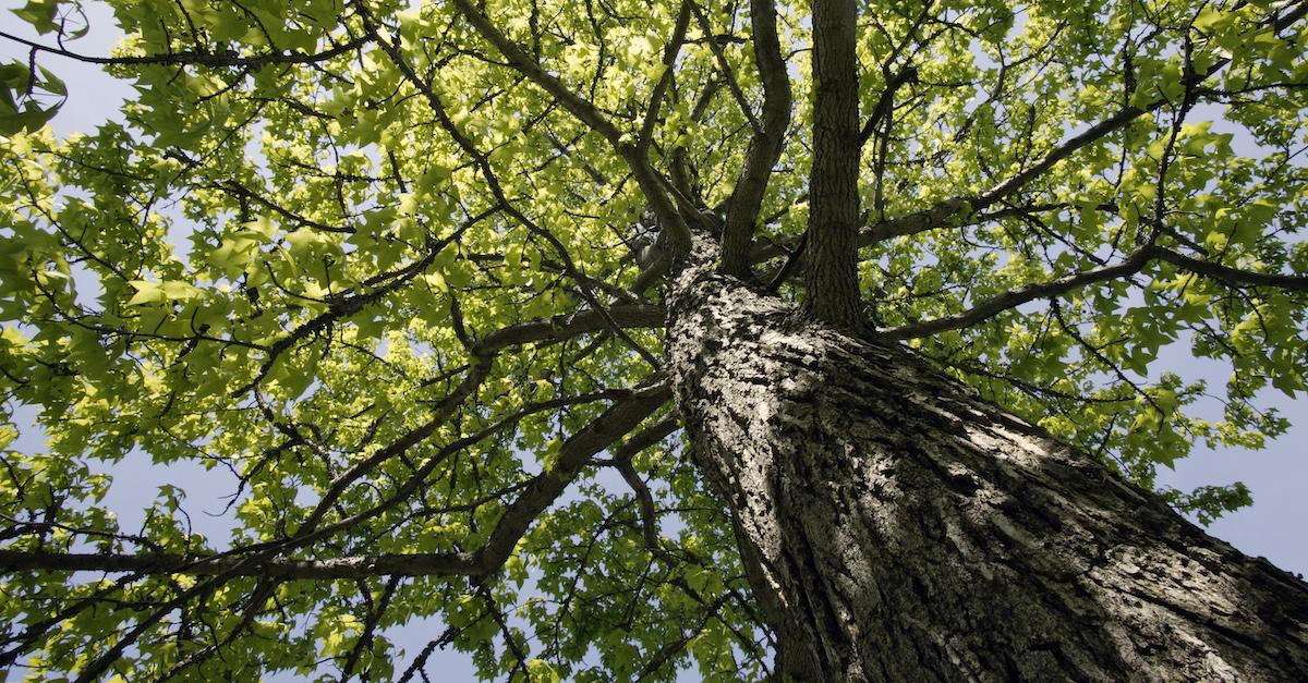 When to Tap Maple Trees, How To, and More