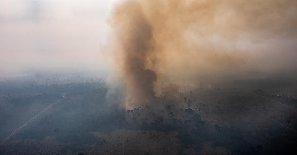 Brazil's Wildfires Are Scorching Biodiversity and the Economy