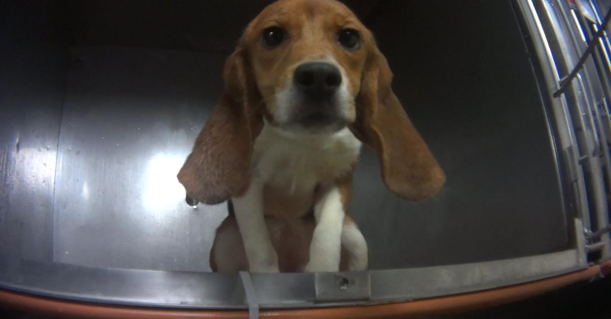 36 Beagles in Cruel Year-Long Lab Experiment to Be Released