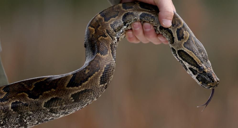 Burmese Python Are an Invasive Species in Florida