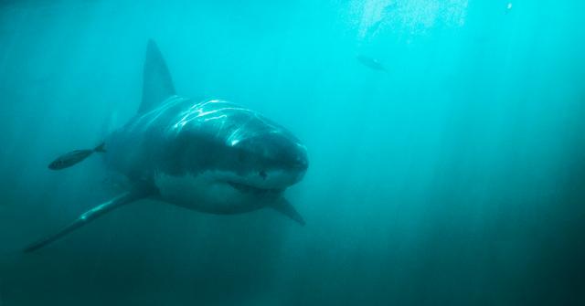 Cape Cod Shark Sightings Have Increased Exponentially