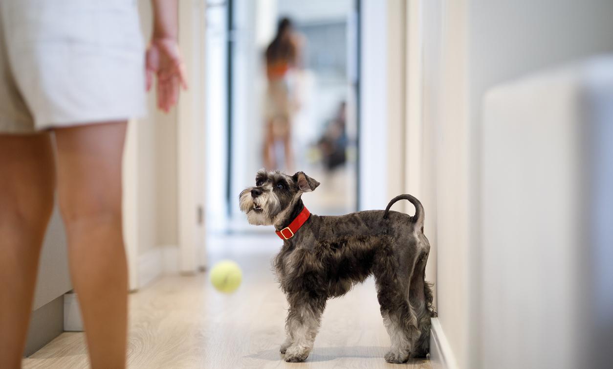 How to Stop Dogs From Counter-Surfing, a Guide