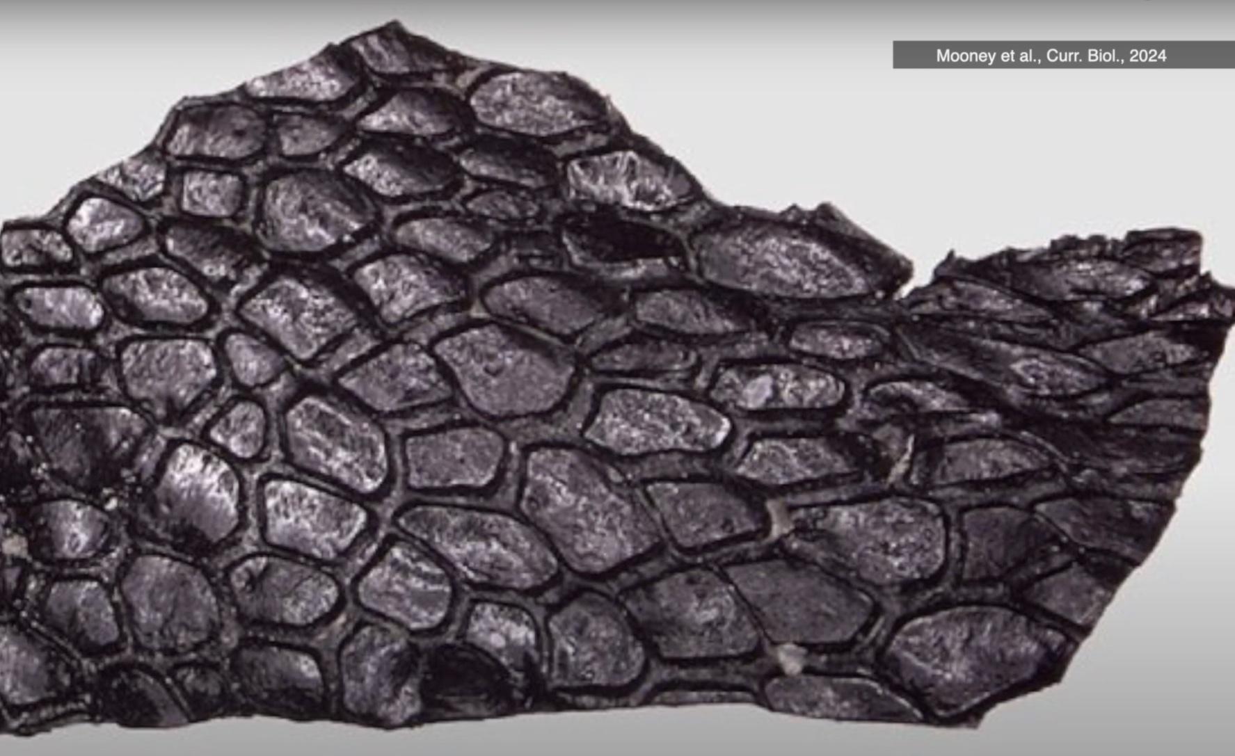 Oldest-Ever Fossilized Skin Discovered in Cave in Oklahoma