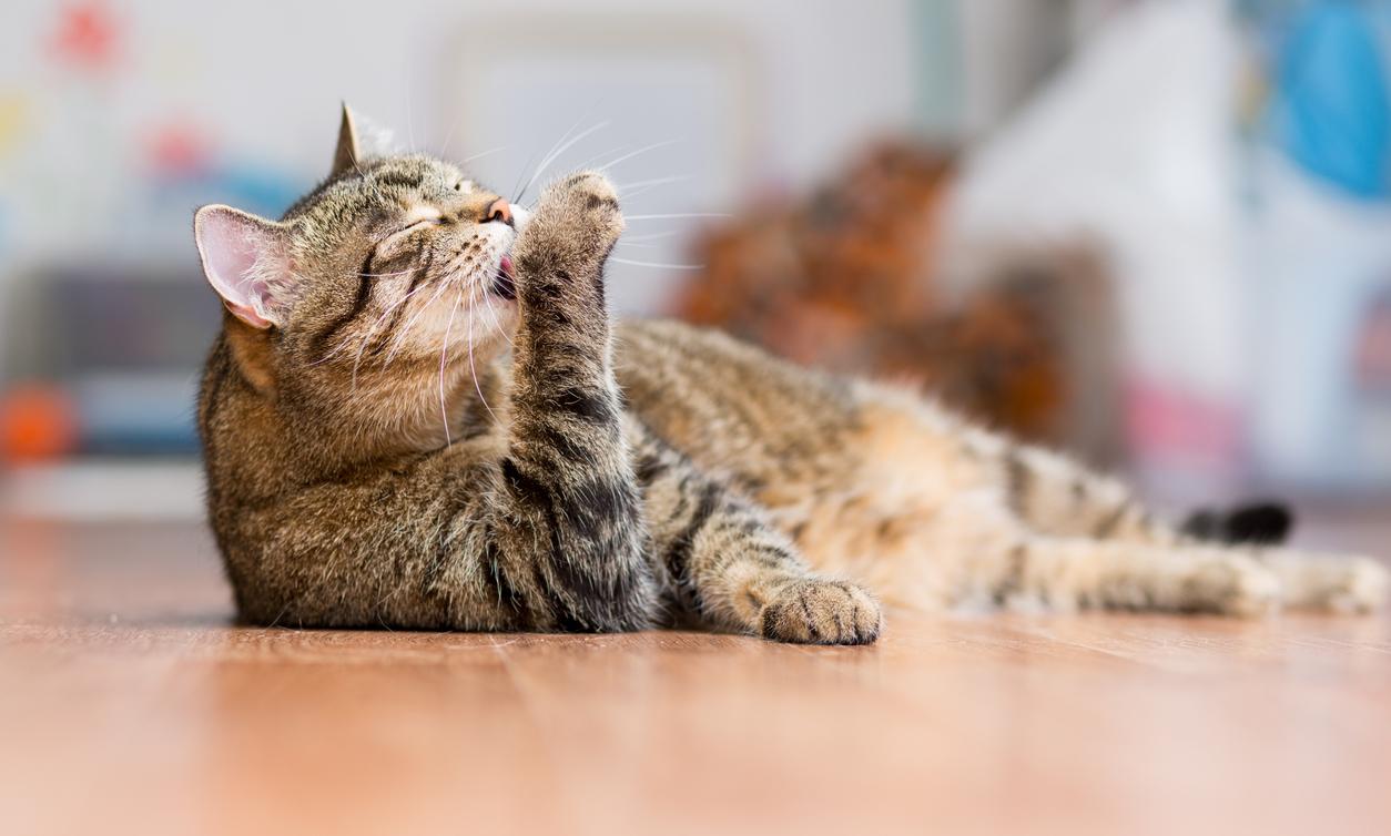Science Says Cats Smell Good Because of Their Instincts