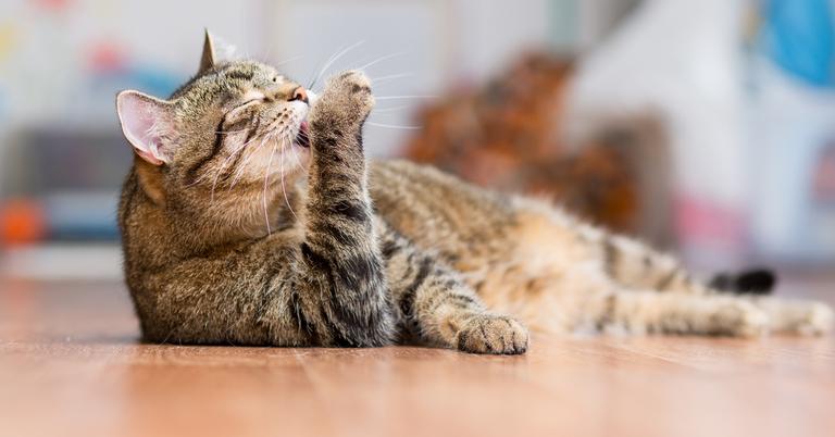 Science Says Cats Smell Good Because of Their Instincts