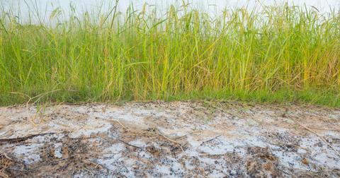 Soil Conservation Methods and Importance, Explained