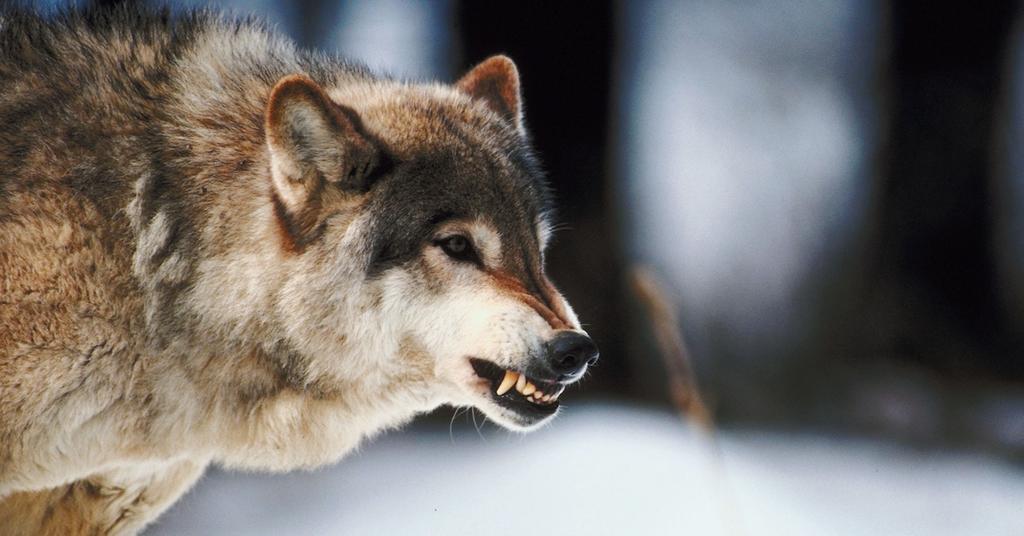 Wolves in Colorado: What We Know About the Reintroduction Plan