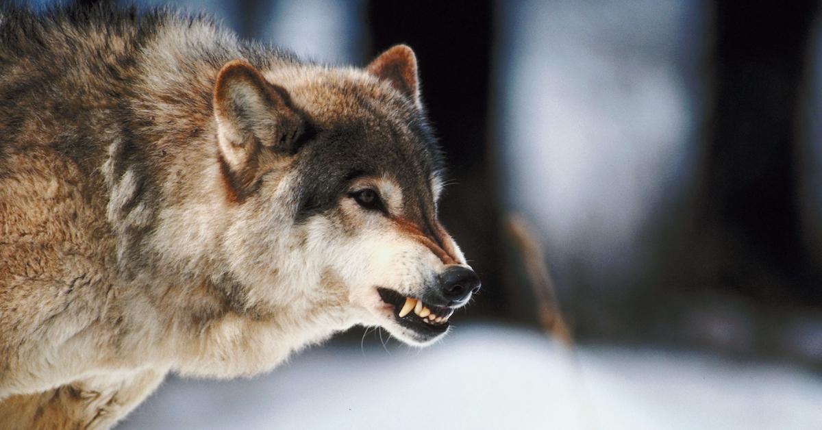Wolves in Colorado: What We Know About the Reintroduction Plan