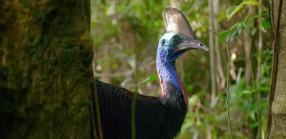 Why Are Cassowaries Dangerous? They're One of the Most Harmful Birds