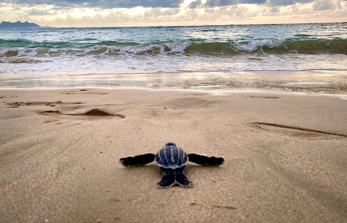 A Turtle Without Their Shell Is Likely Dead — or a Softshell Turtle