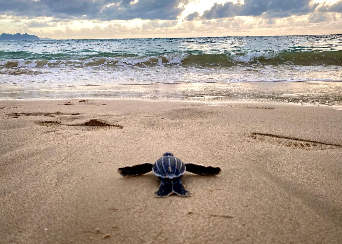 A Turtle Without Their Shell Is Likely Dead — or a Softshell Turtle