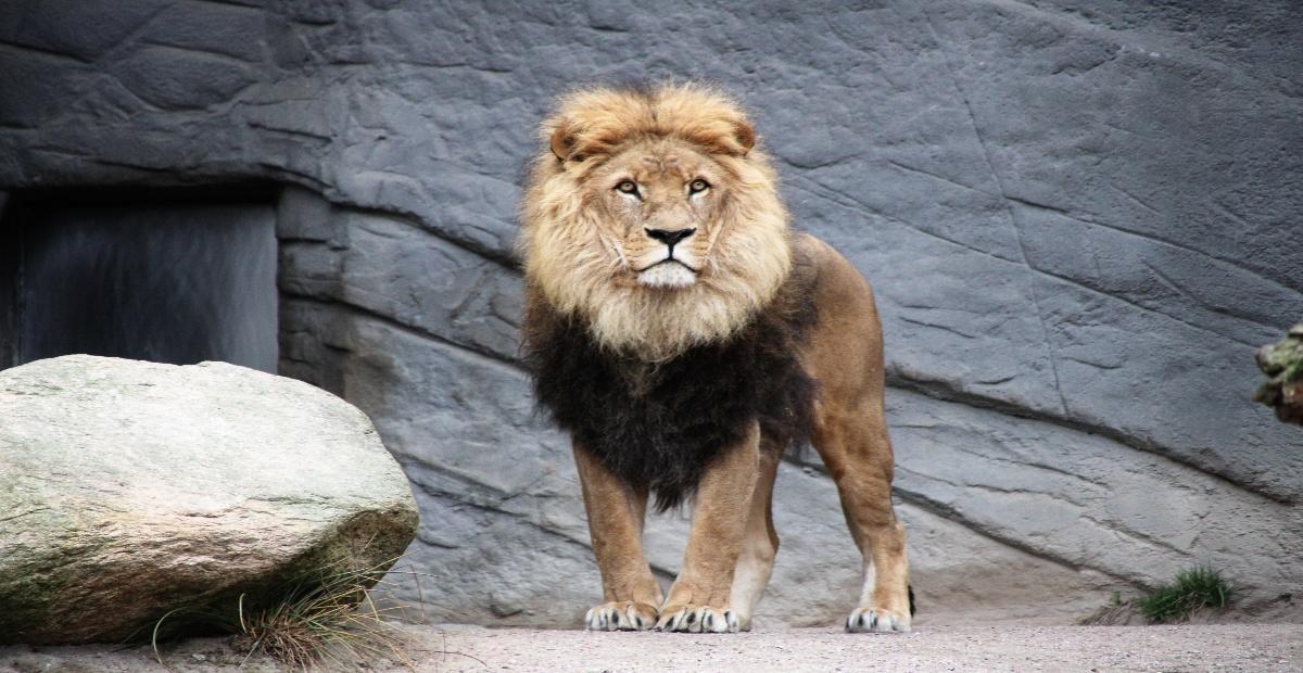 Animals That Represent Strength, From Lions to Rams