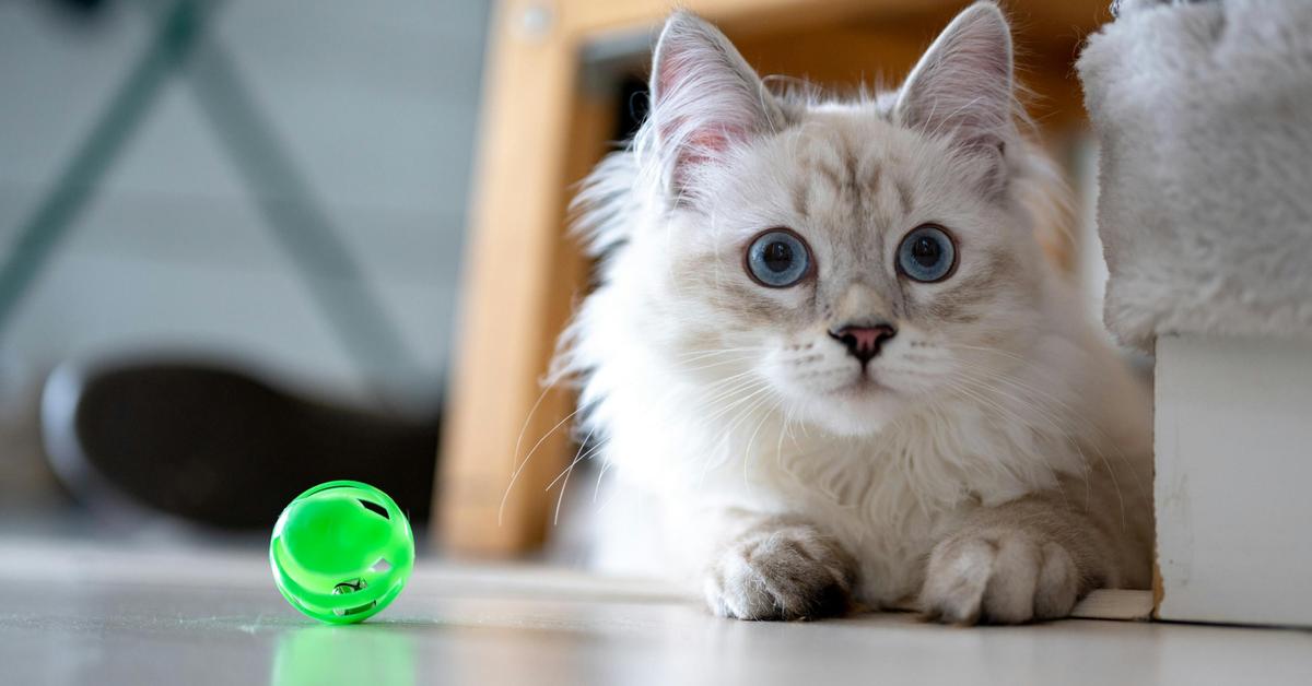 Why Do Cats Yell When Carrying Toys? This Behavior Explained