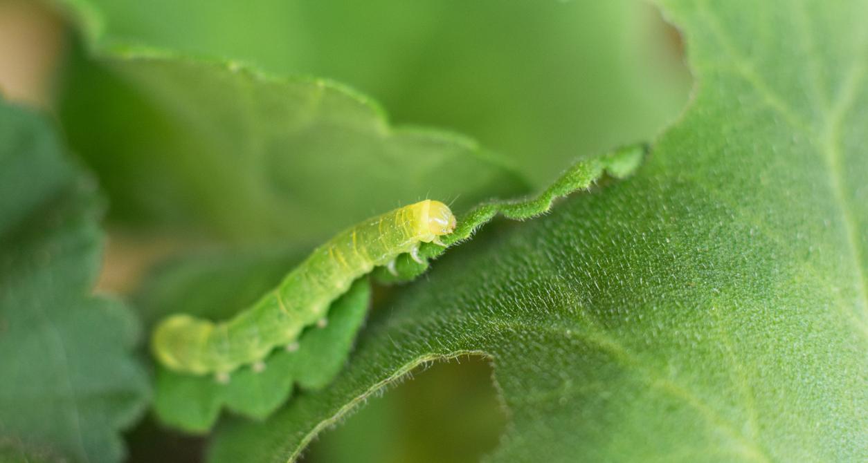 Do Moths Have Spiritual Meanings? You Might Be Surprised