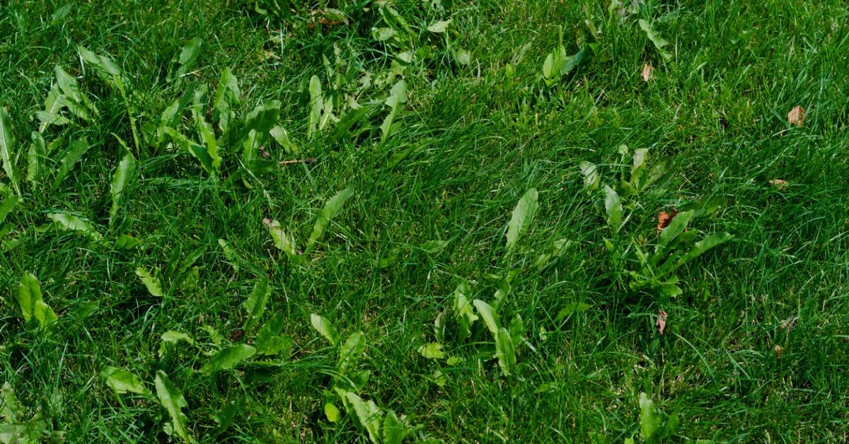 Natural Ways to Kill Weeds in Grass