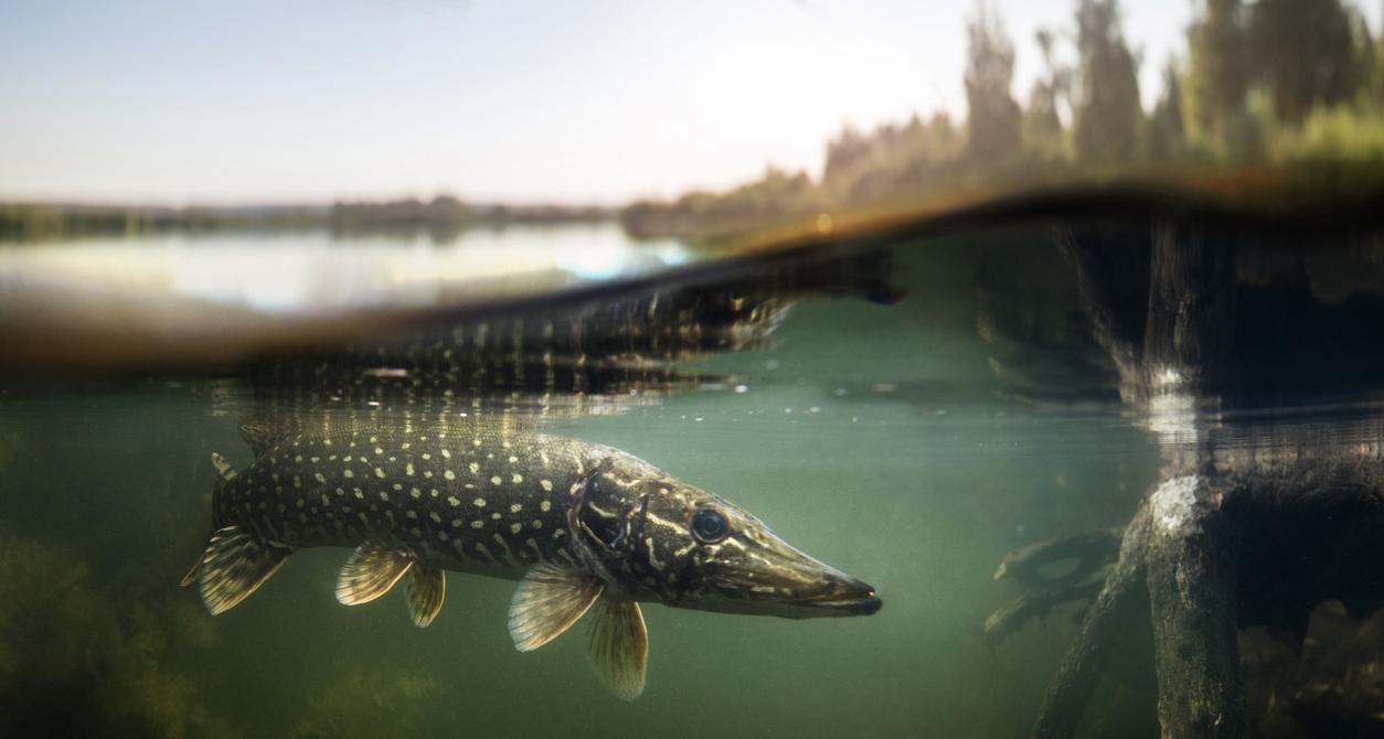 Learn About the Environmental Factors of Freshwater Biomes