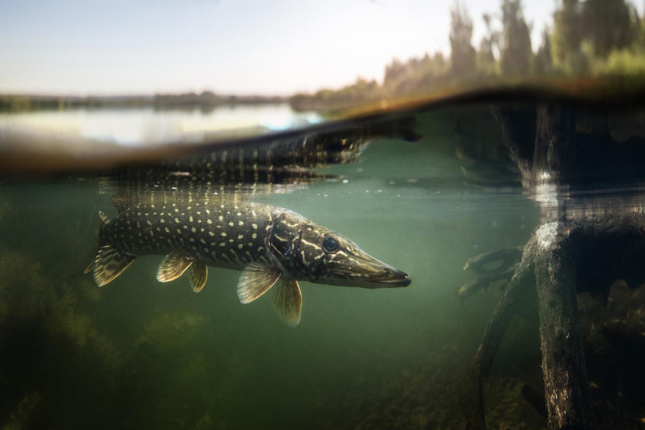 Learn About the Environmental Factors of Freshwater Biomes