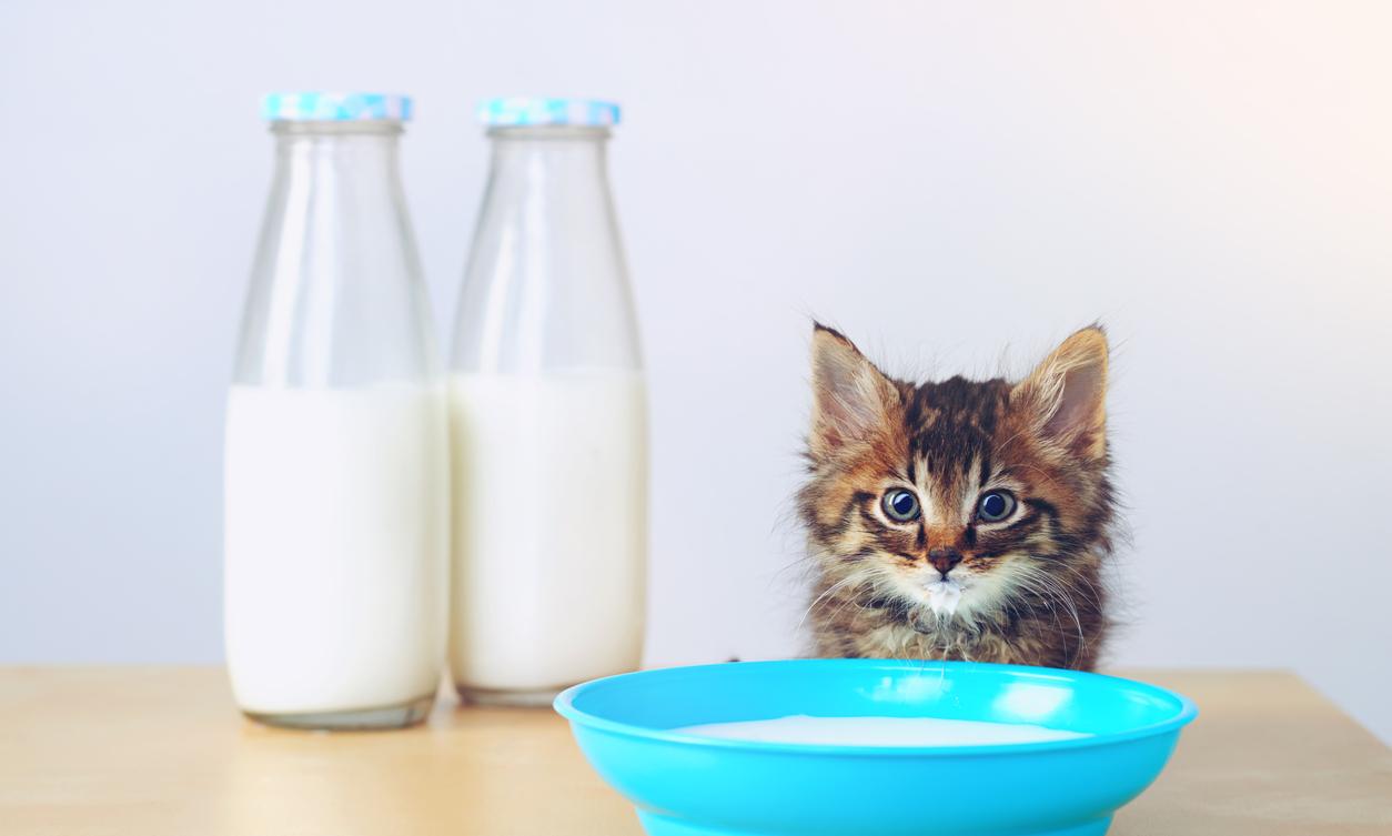 Can Cats Have Almond Milk or Oat Milk? The Answer, From Vets