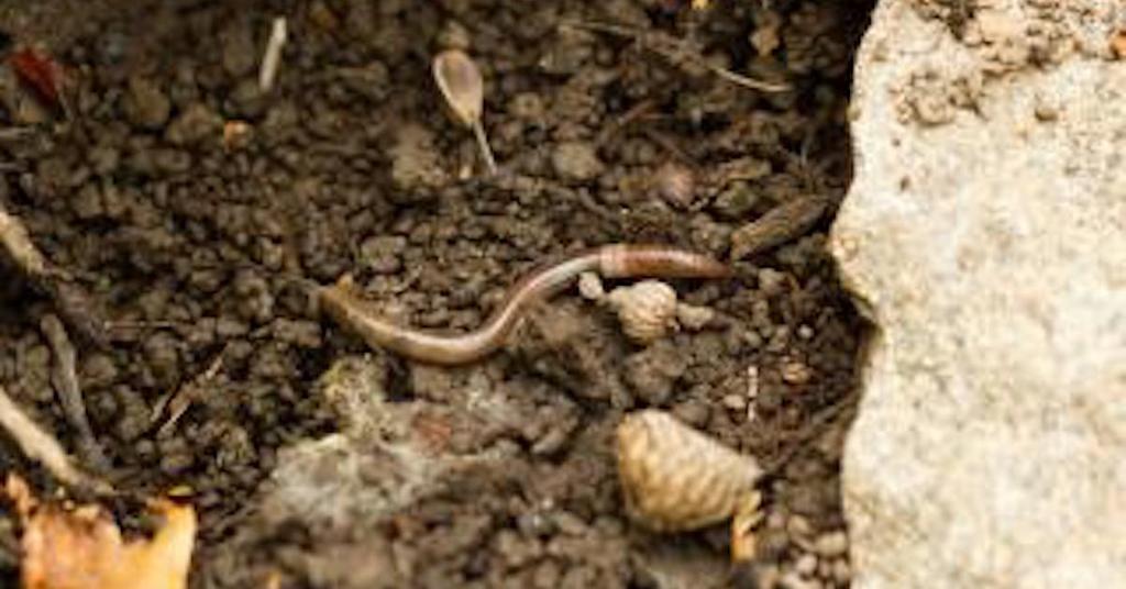 Asian Jumping Worms Are an Invasive Species Now in the U.S.