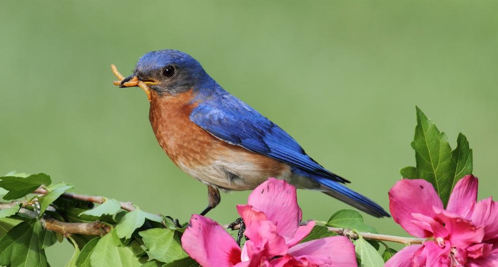 Bluebirds Have Deep Spiritual Meanings Across the World